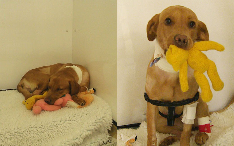 What We Do Animal Care Trust Royal Veterinary College RVC what-we-do-animal-care-trust-royal-veterinary-college-rvc
